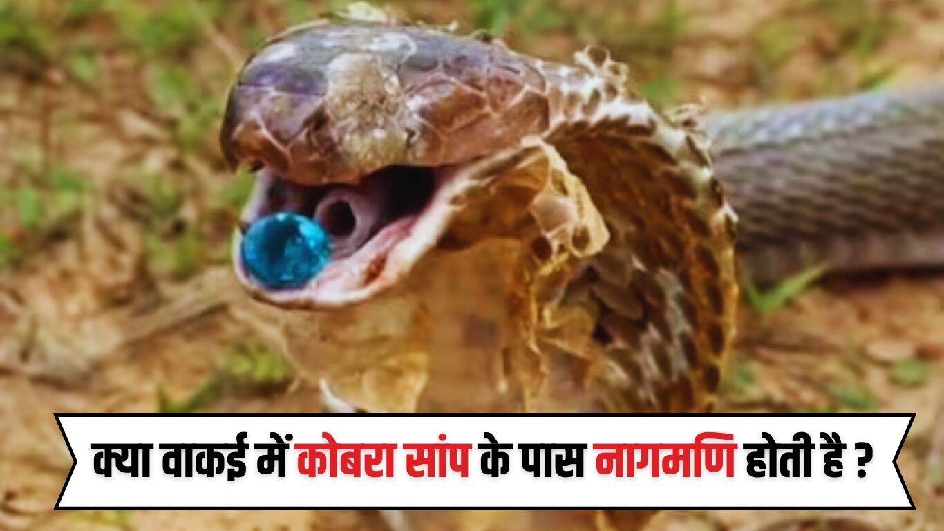 Cobra Snake: क्या वाकई में कोबरा सांप के पास नागमणि होती है, जानें ...
